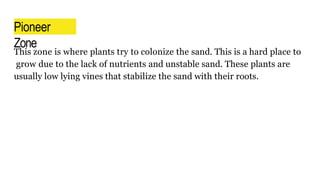 The Sandy Shore Ecosystem PowerPoint.pptx