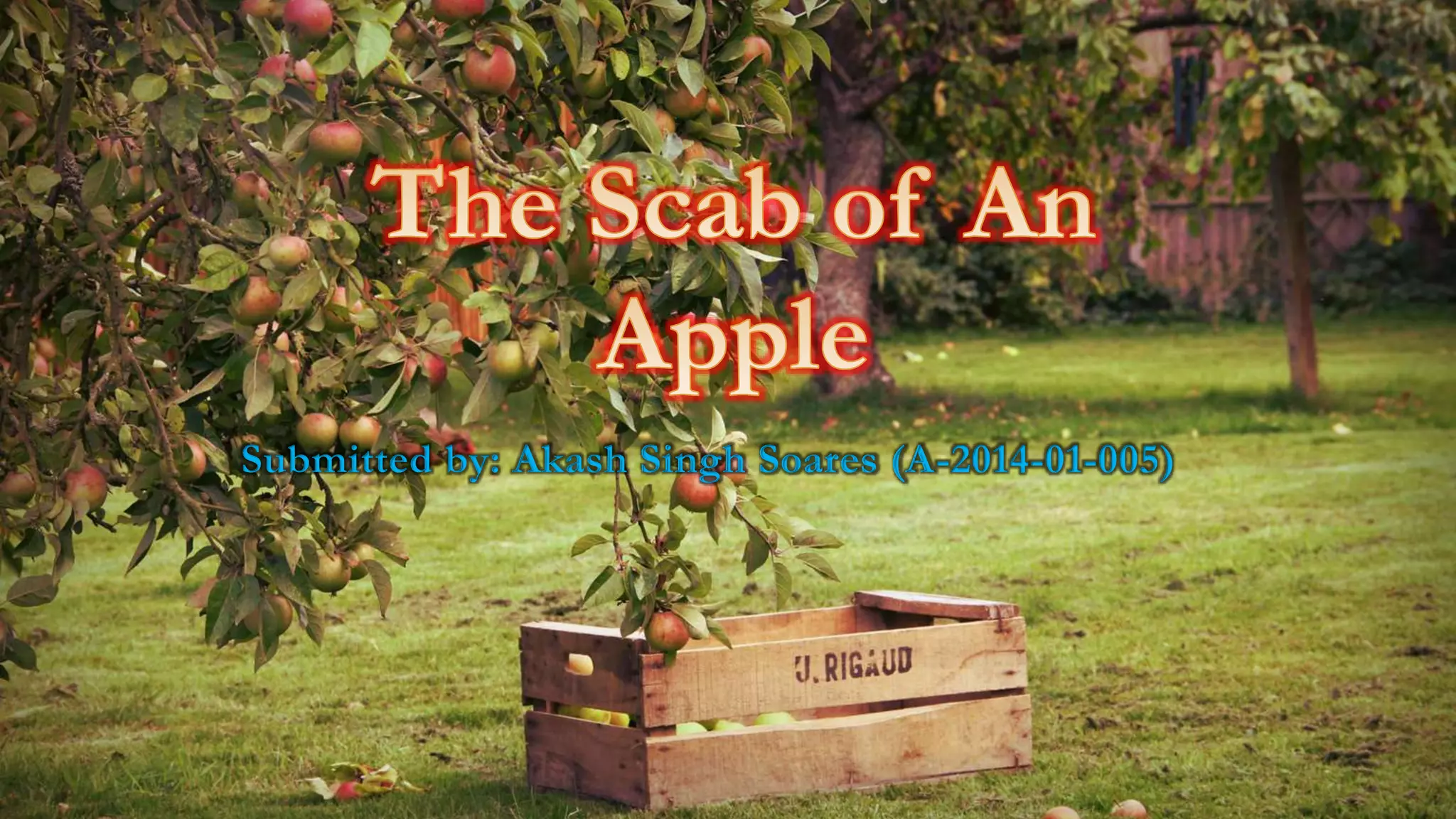 The Scab of An Apple | PPT