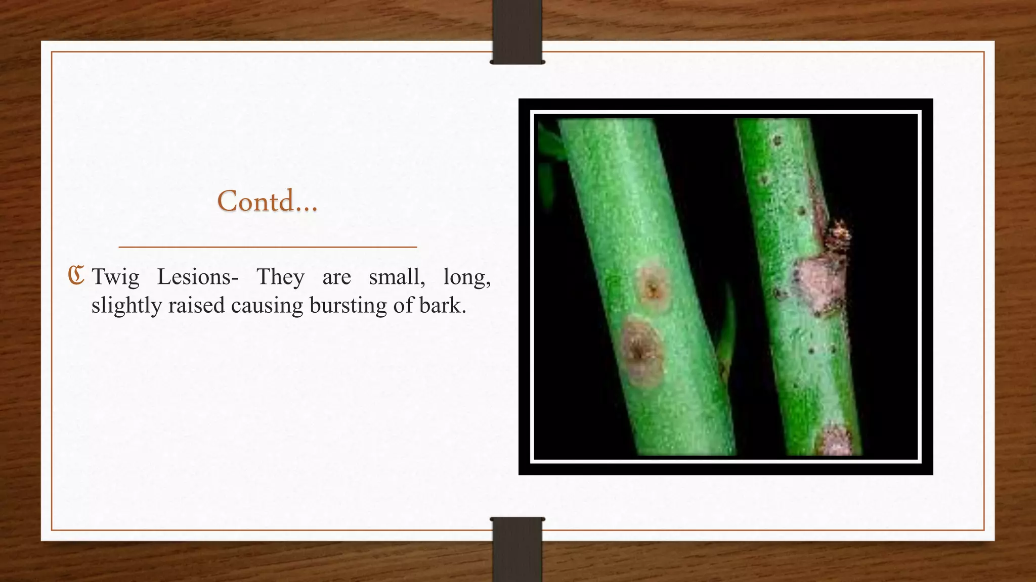 The Scab of An Apple | PPTX