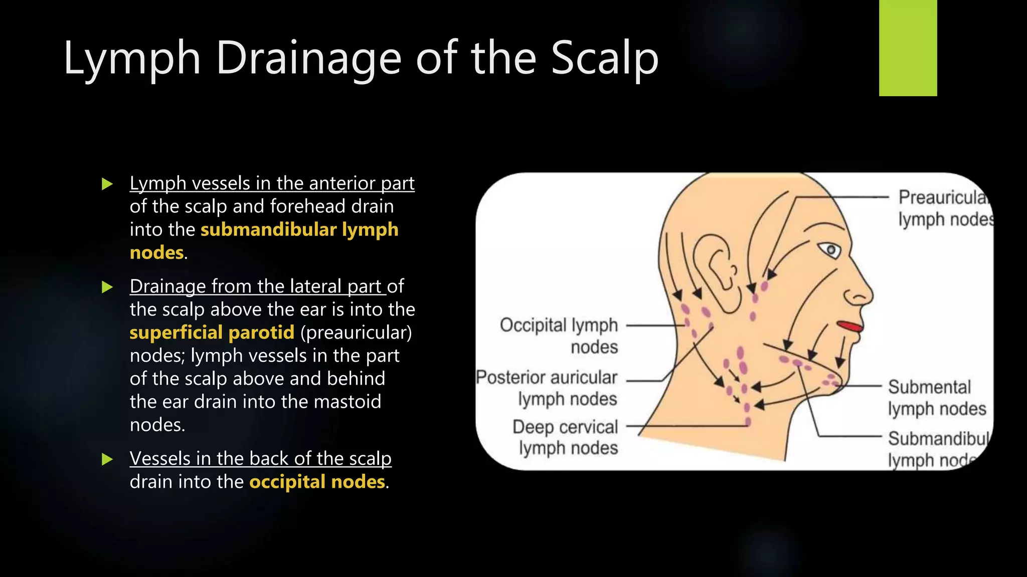 The Scalp.pptx