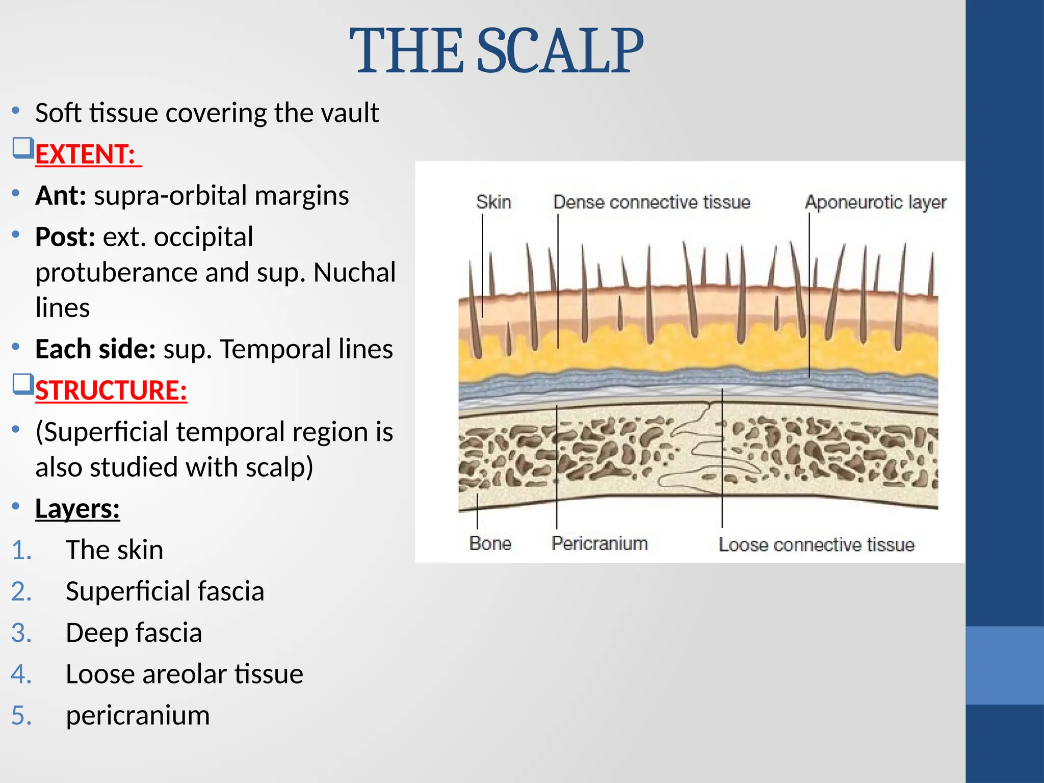 THE SCALP layers nerve supply blood supply | PPTX