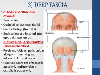 THE SCALP layers nerve supply blood supply | PPTX