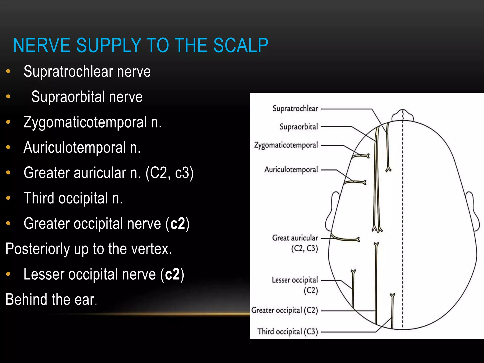 The scalp, hair & its applied anatomy | PPTX