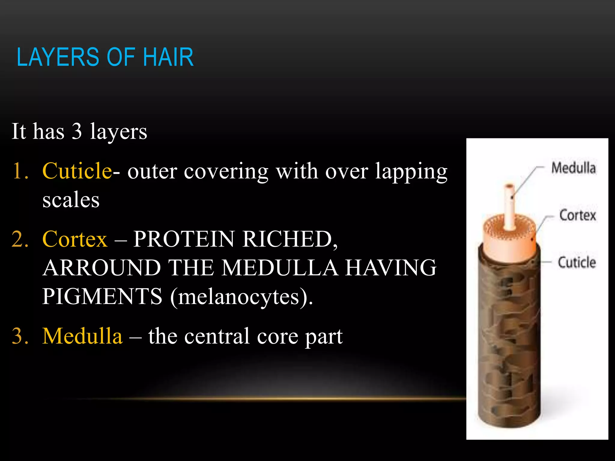 The scalp, hair & its applied anatomy | PPTX