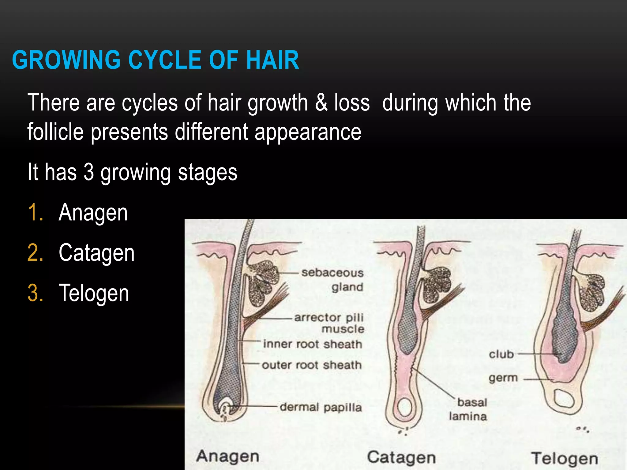 The scalp, hair & its applied anatomy | PPTX