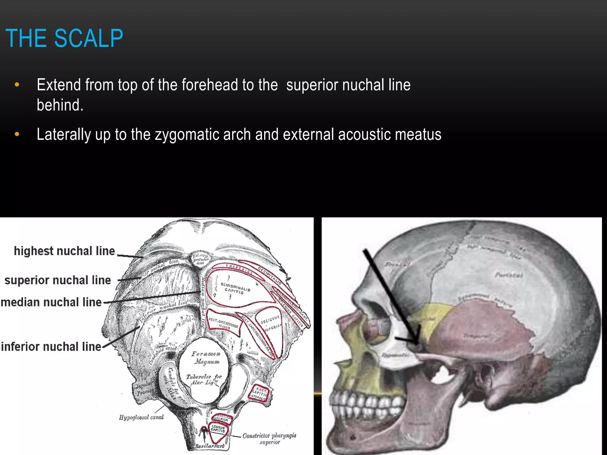 The scalp, hair & its applied anatomy | PPTX