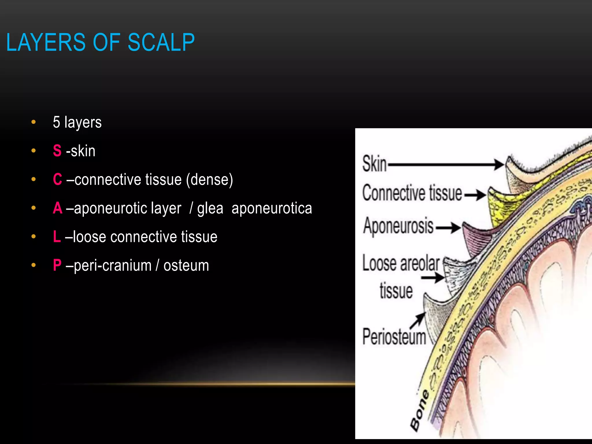 The scalp, hair & its applied anatomy | PPTX