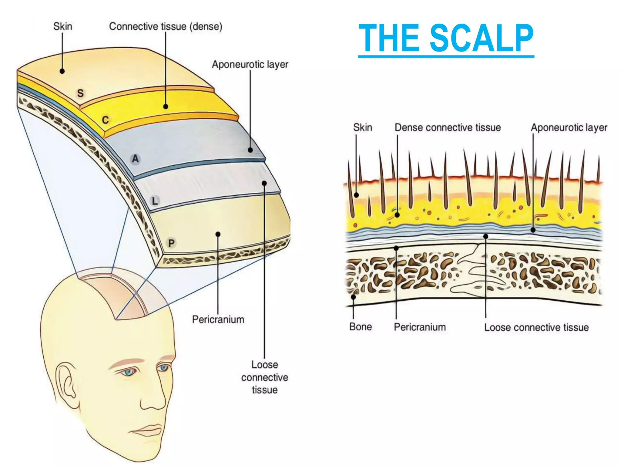 The scalp, hair & its applied anatomy | PPTX
