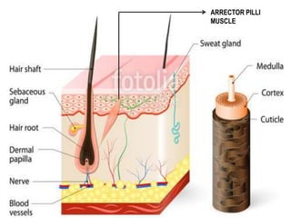 The scalp, hair & its applied anatomy | PPTX