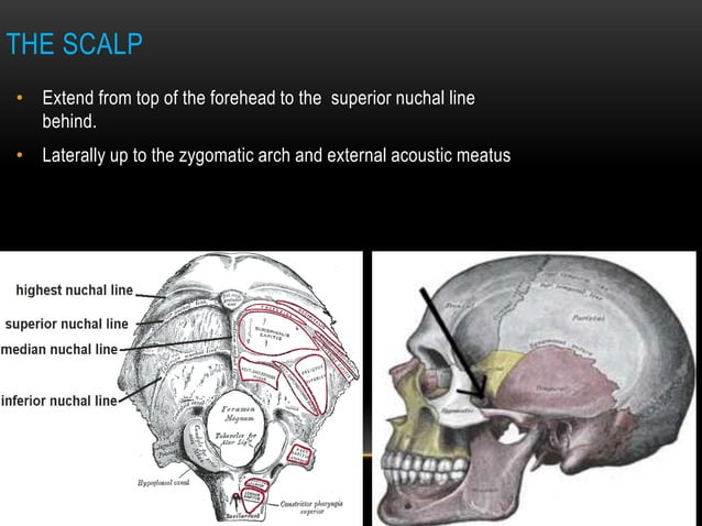The scalp, hair & its applied anatomy | PPTX