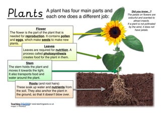 The Science Vocabulary Pack | PDF