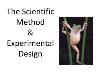 The scientific method and experimental design 9th grade biology | PPTX