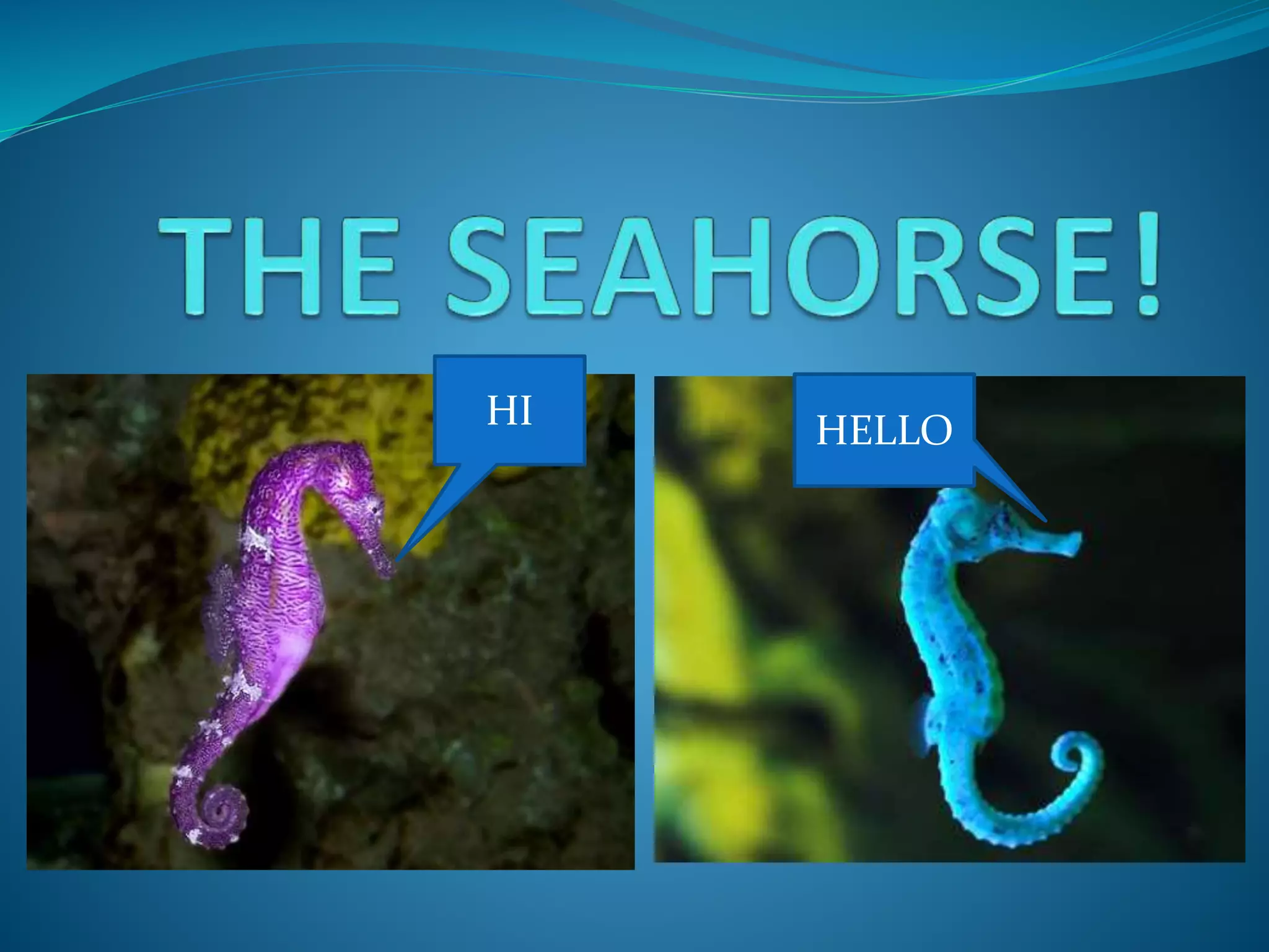 The seahorse! | PPTX