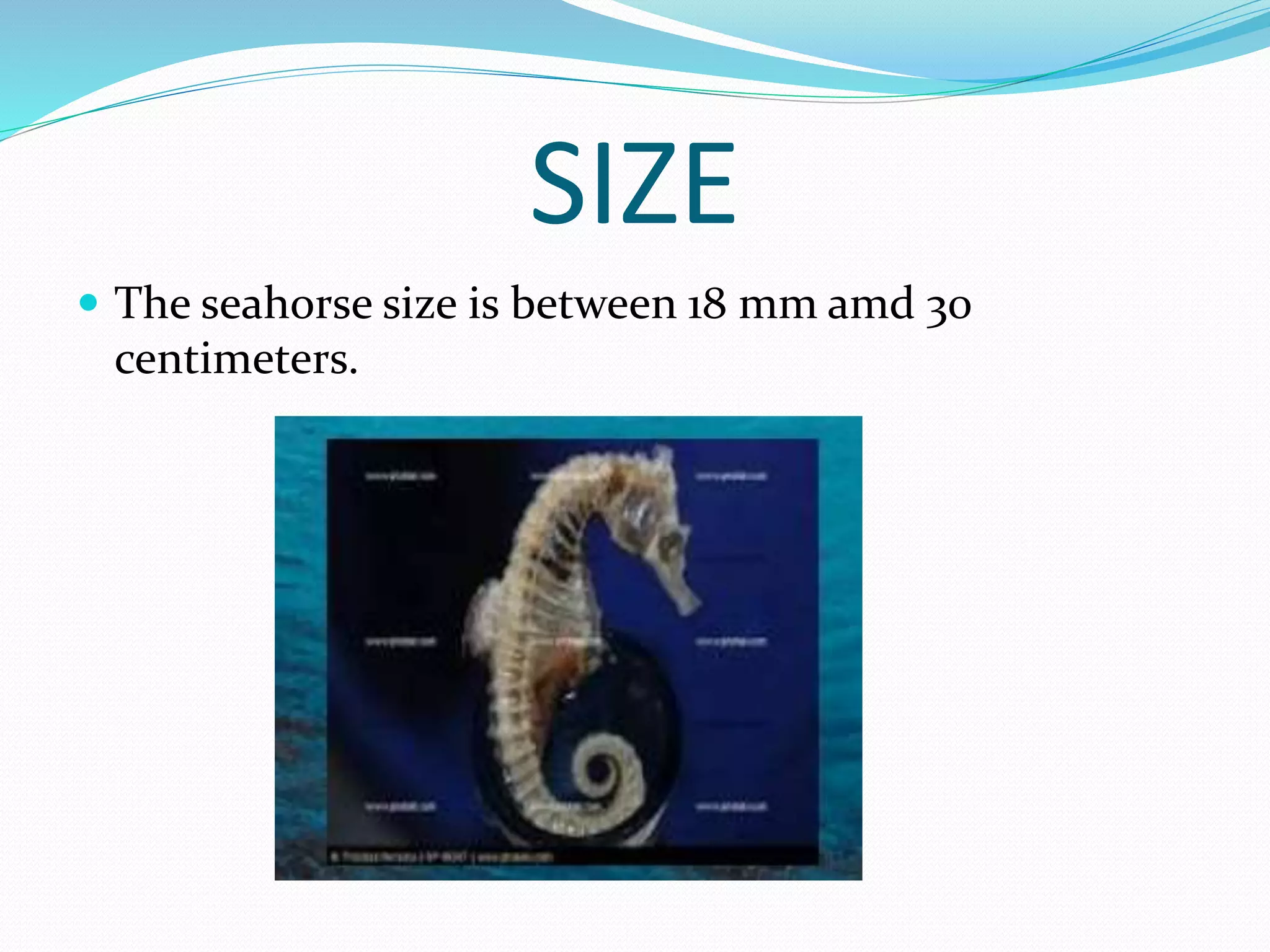 The seahorse! | PPTX