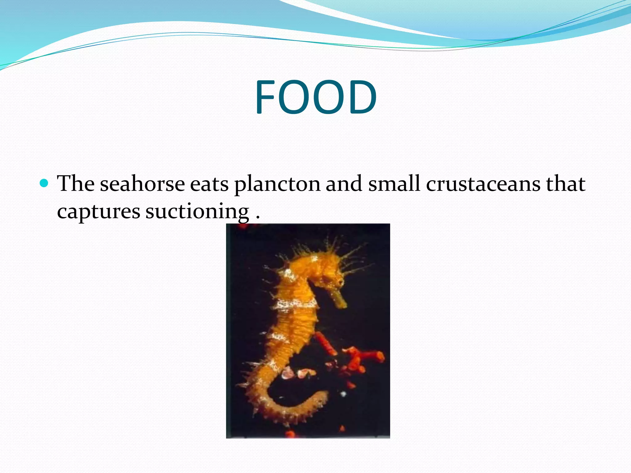 The seahorse! | PPTX