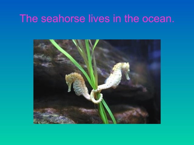 The sea horse powerpoint paula i didi | PPT