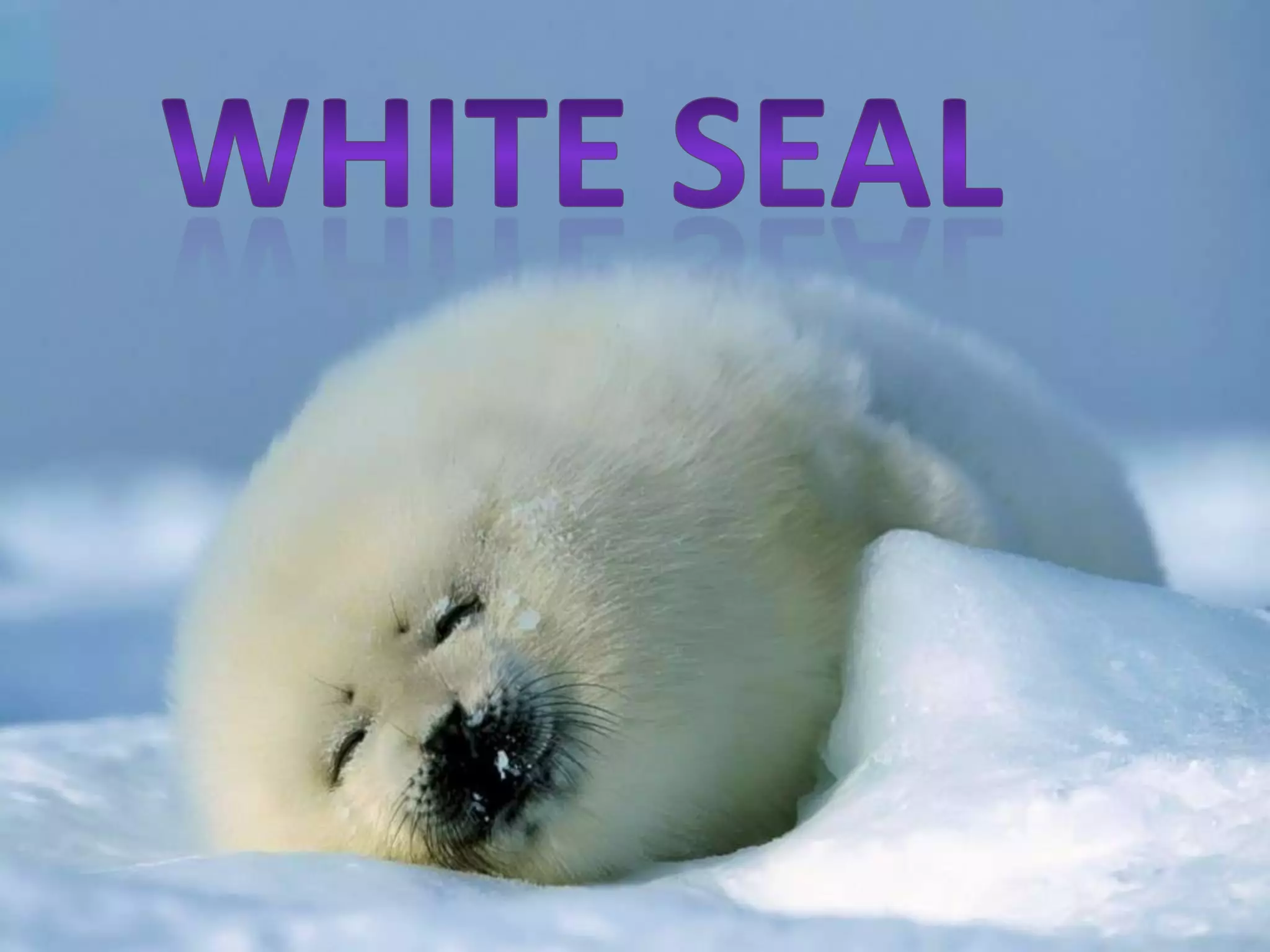 The seal | PPTX | Dogs | Pets