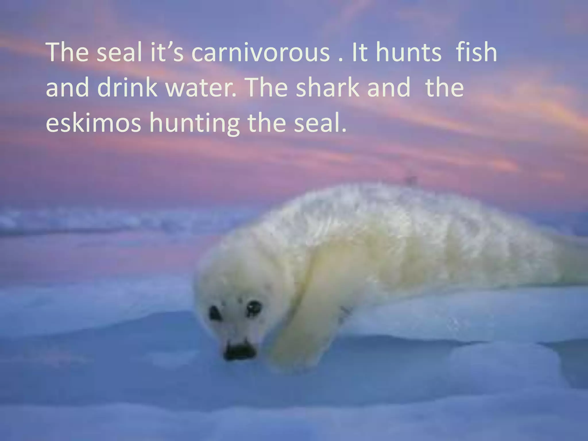 The seal | PPTX | Dogs | Pets