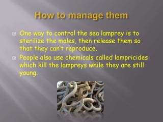 The sea lamprey.png alex | PPT