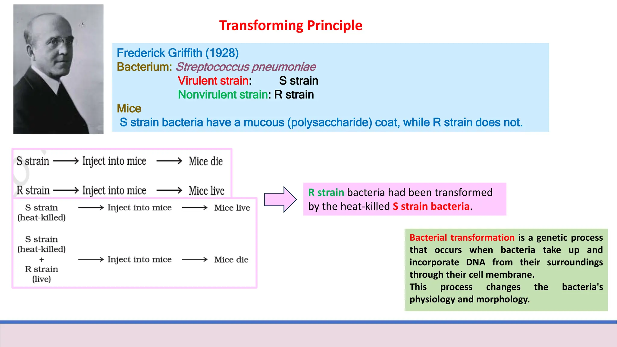 THE SEARCH FOR GENETIC MATERIAL Class XII Based on NCERT rku.pptx