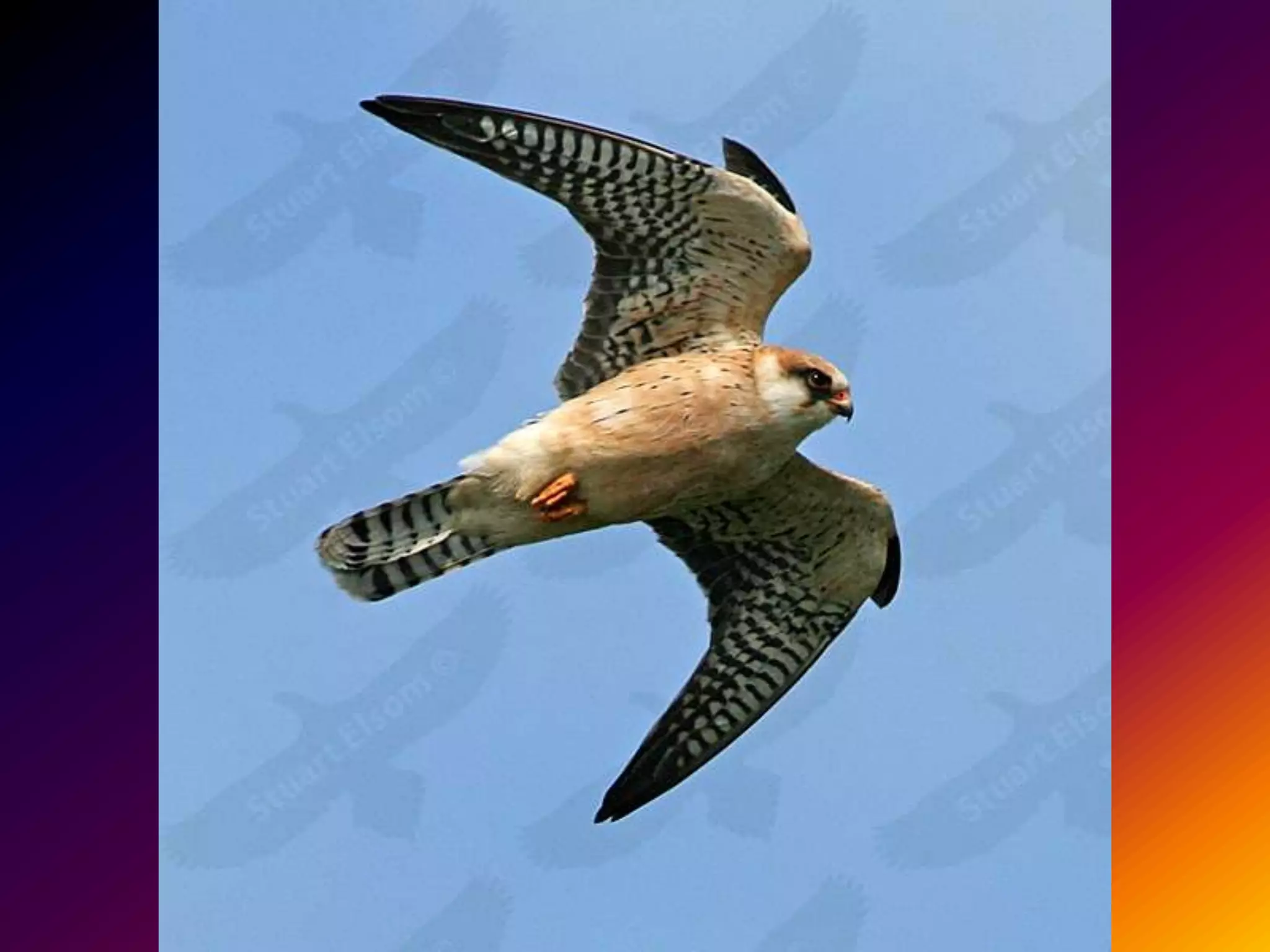 W. B. Yeats, "The Second Coming" | PPTX