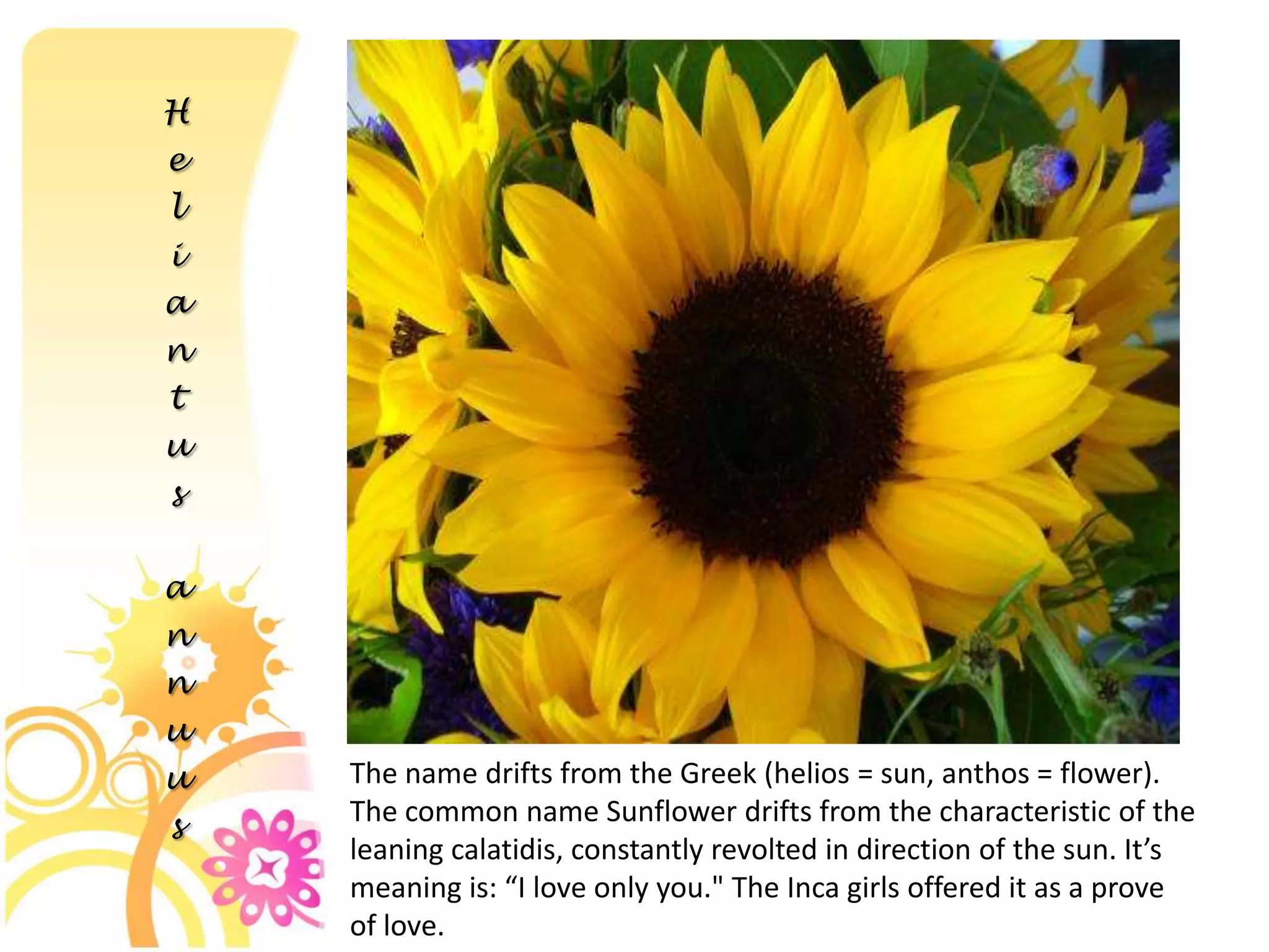 The secret language of flowers | PPSX