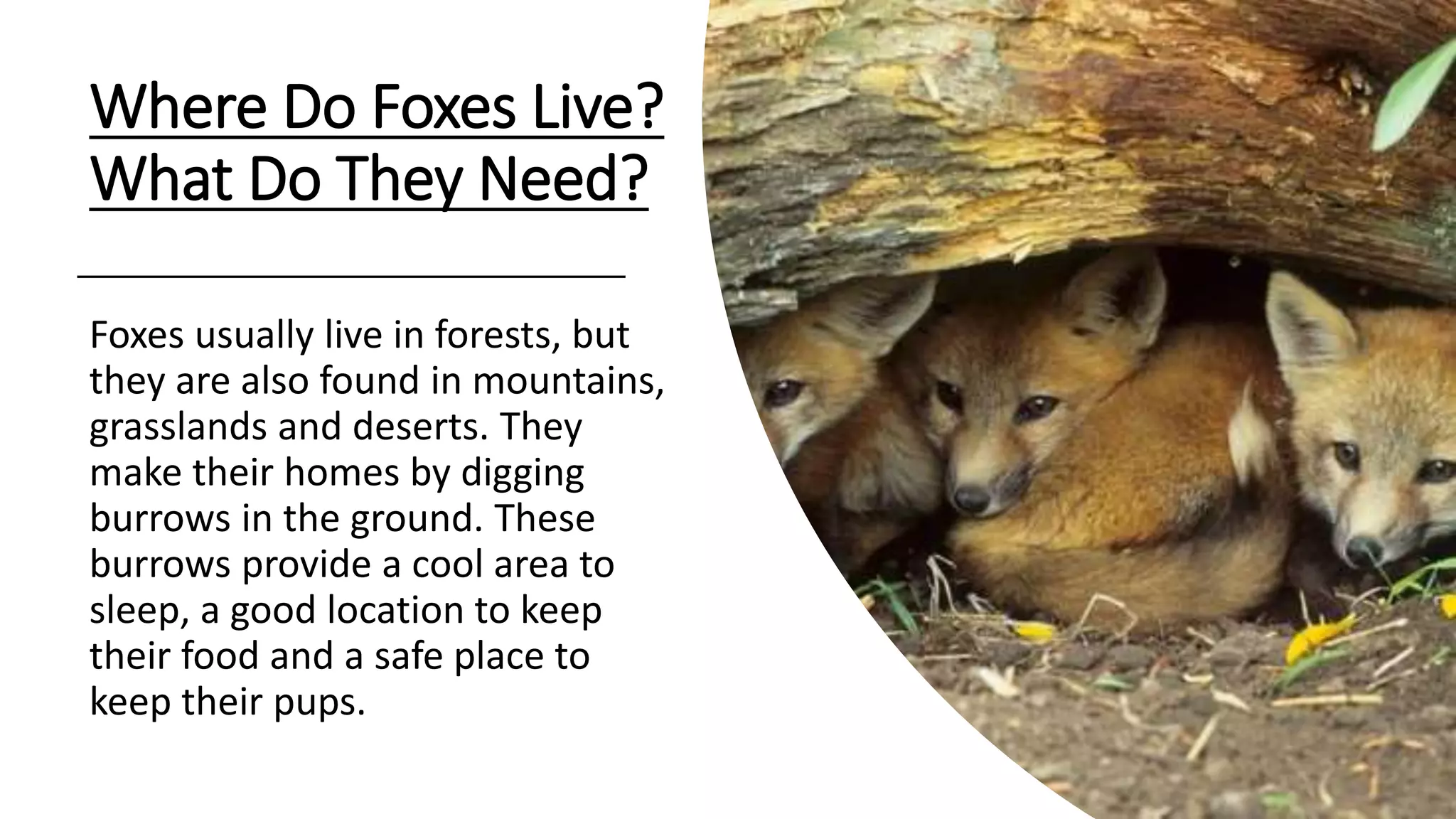The secret life of foxes | PPTX