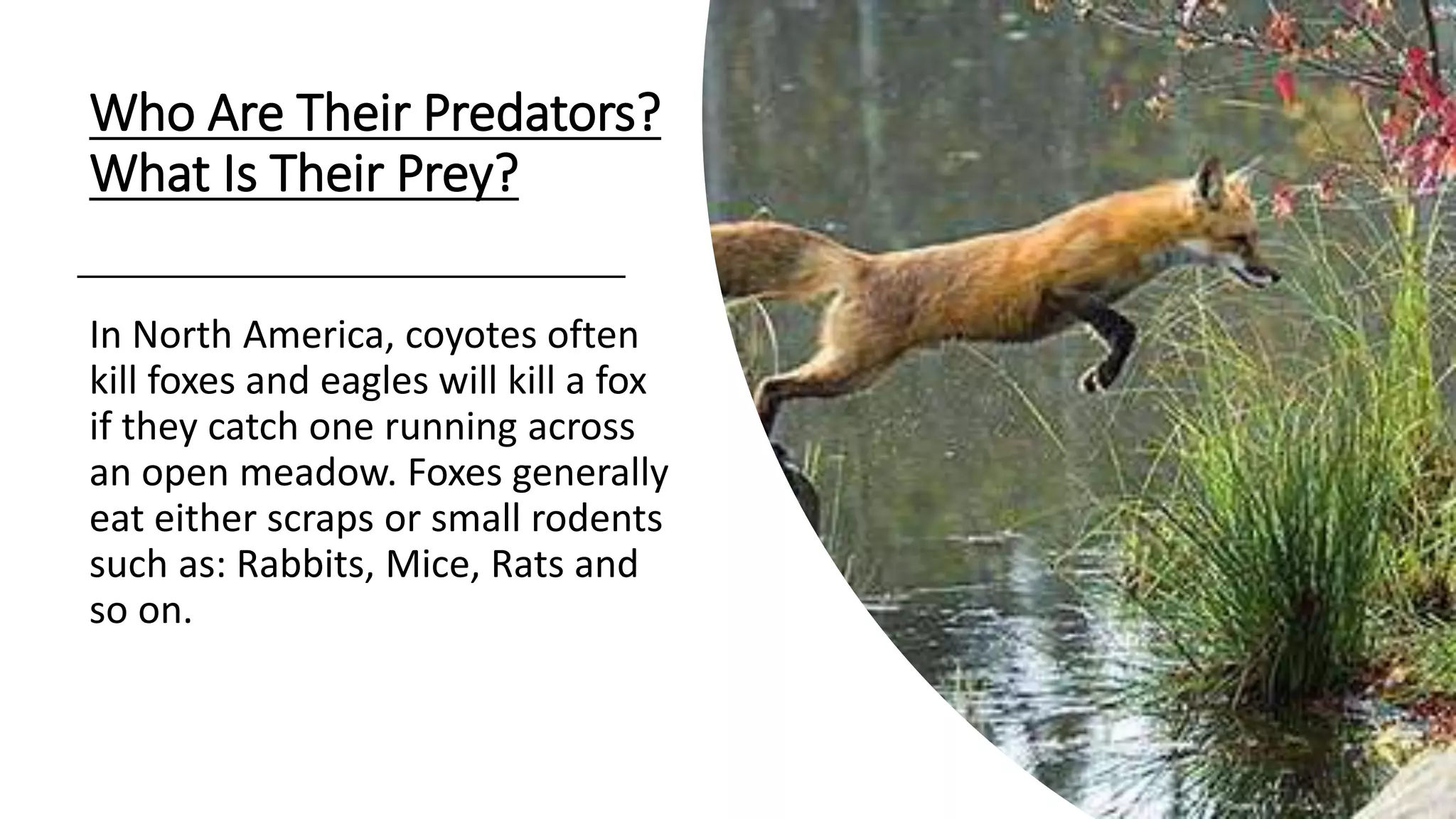 The secret life of foxes | PPTX