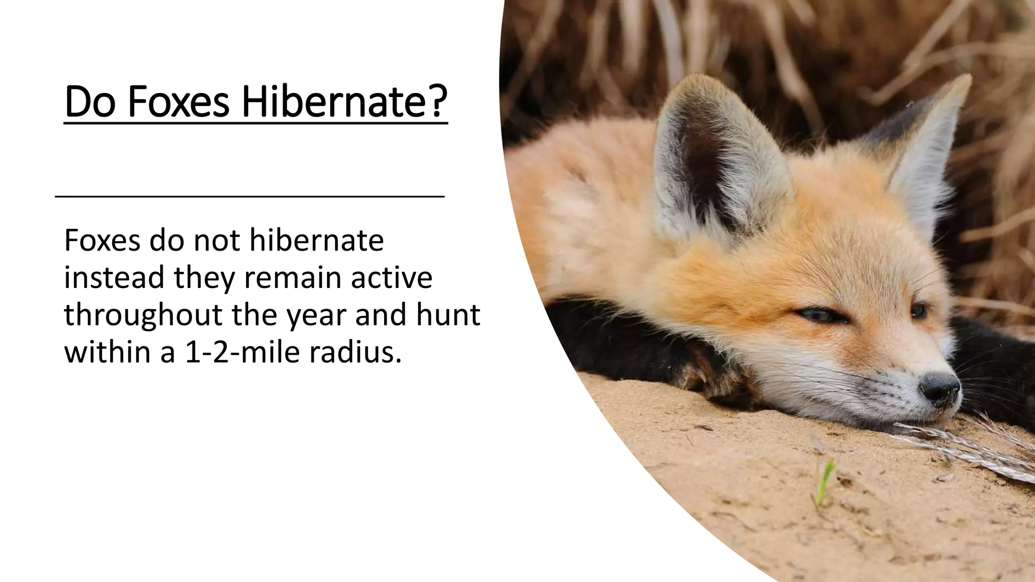 The secret life of foxes | PPTX