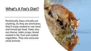 The secret life of foxes | PPT