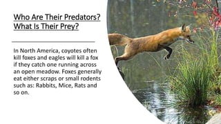 The secret life of foxes | PPTX