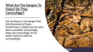 The secret life of foxes | PPTX