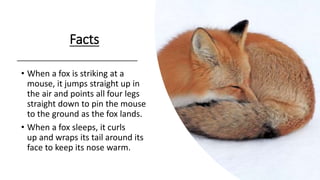 The secret life of foxes | PPTX