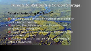 The Secret Role of Wetlands in Fighting Climate Change.pdf
