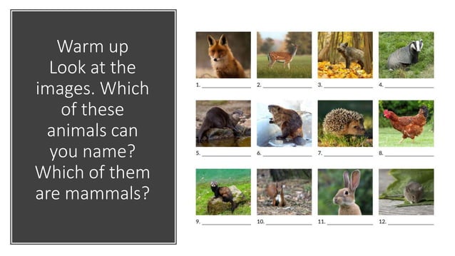 The secret world of mammals july 27..pptx