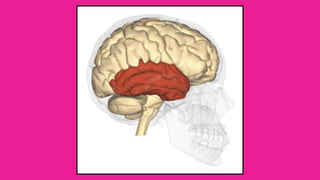 The sections of the brain involved in creativity..pptx | Brain and ...