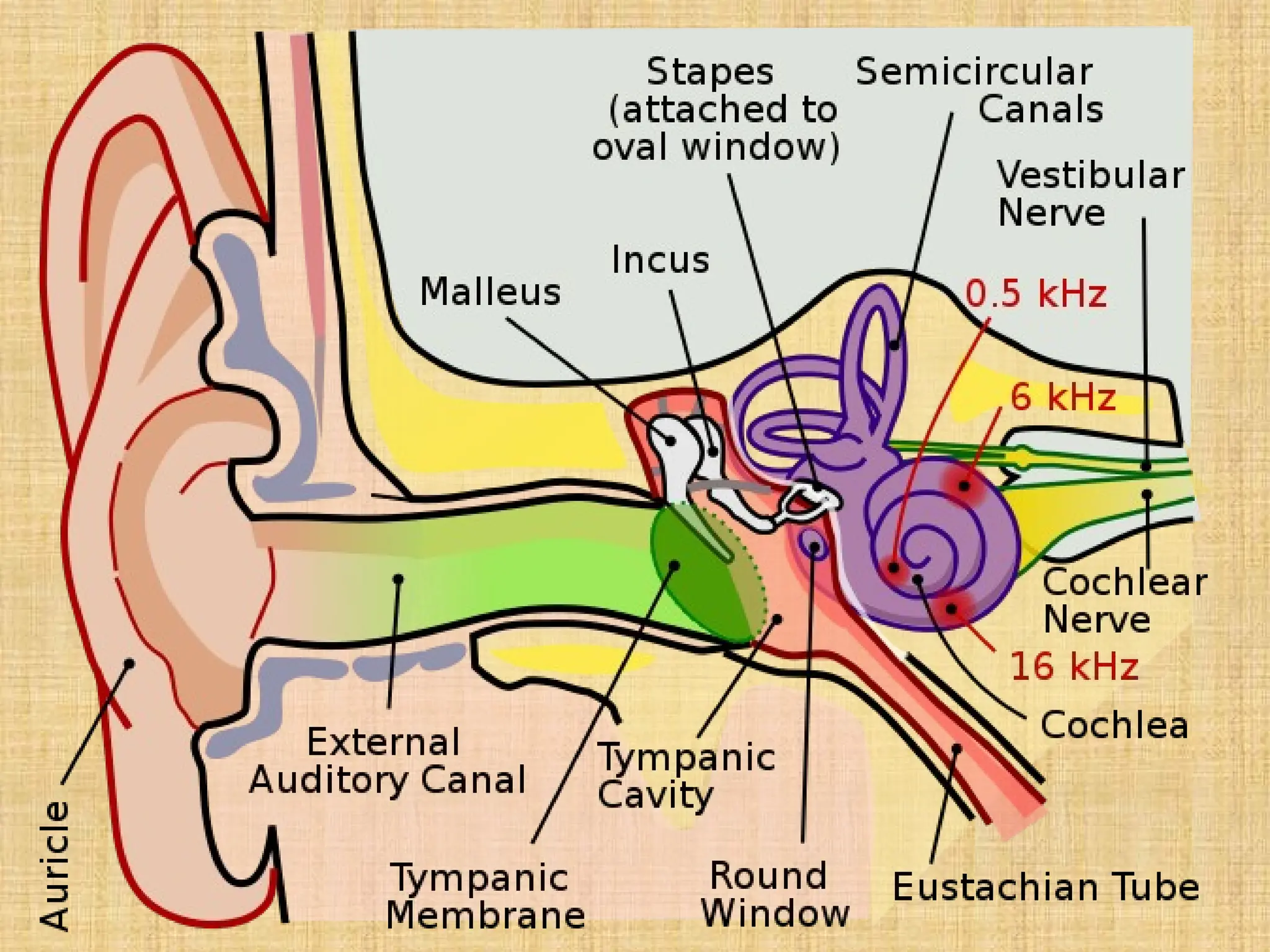 The Sense of hearing Physiology medicine.pptx