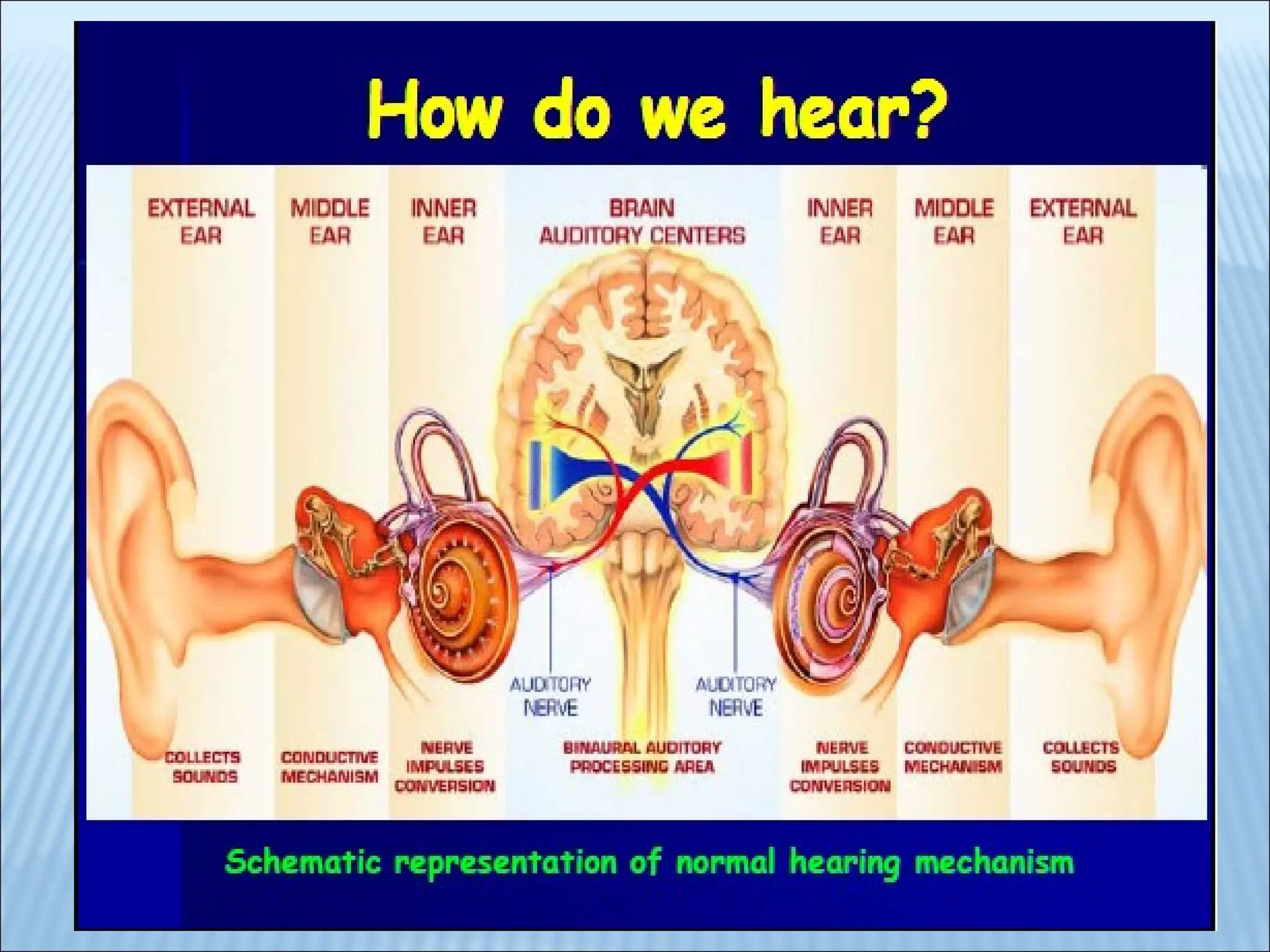 The sense of hearing | PPT