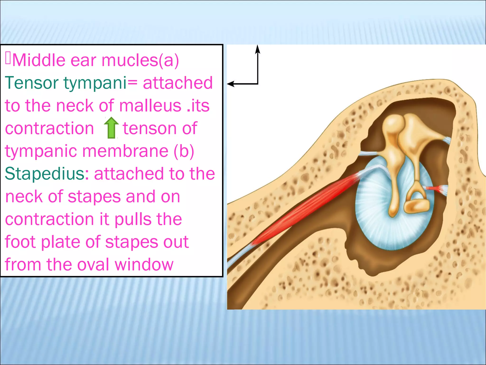 The sense of hearing | PPT