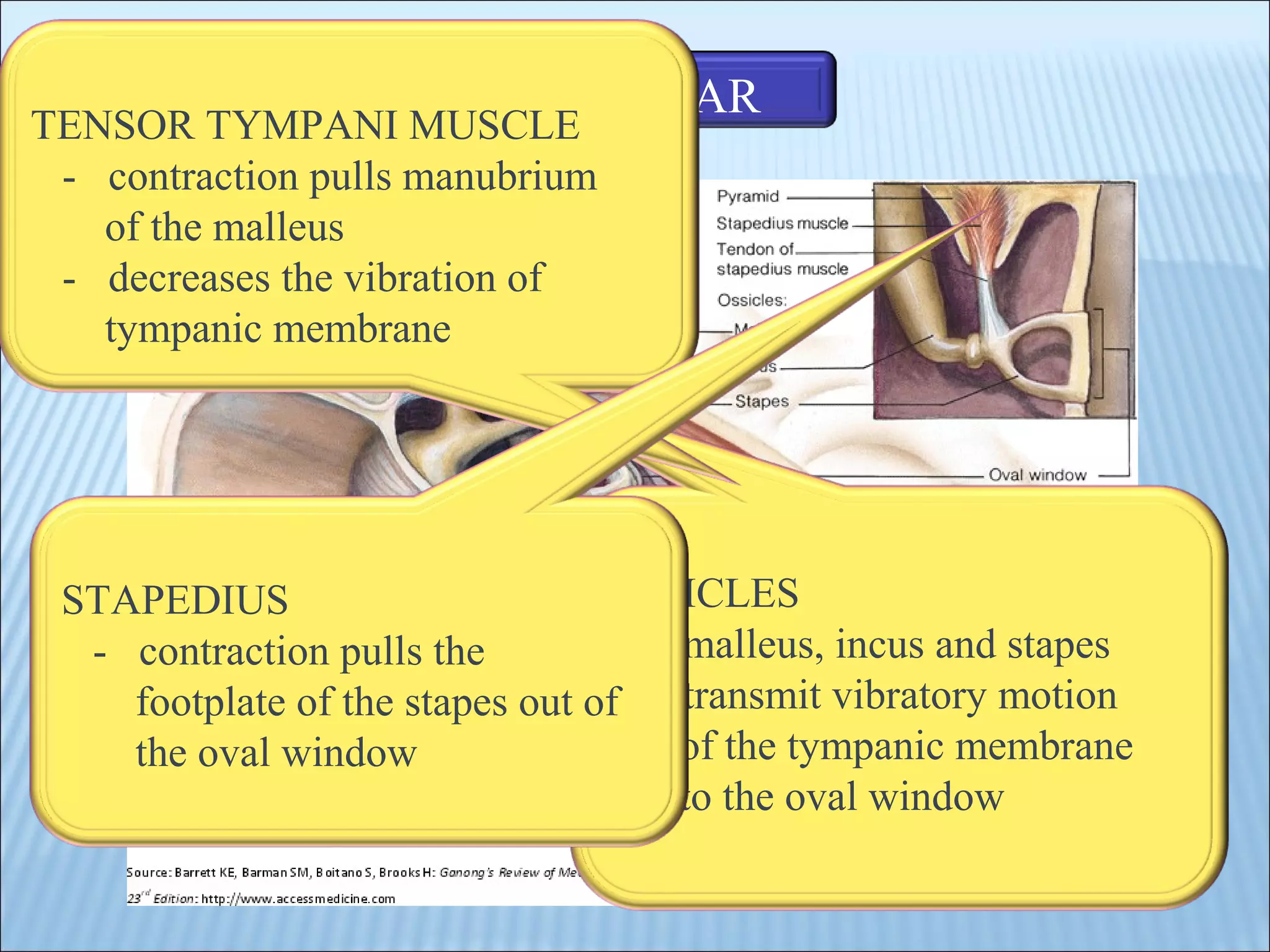 The sense of hearing | PPT