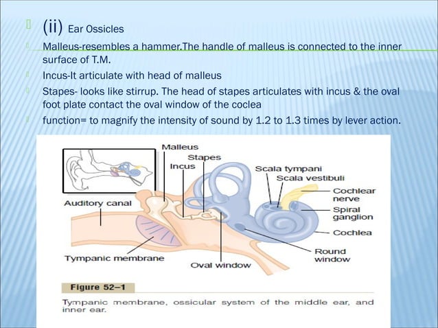 The sense of hearing | PPT