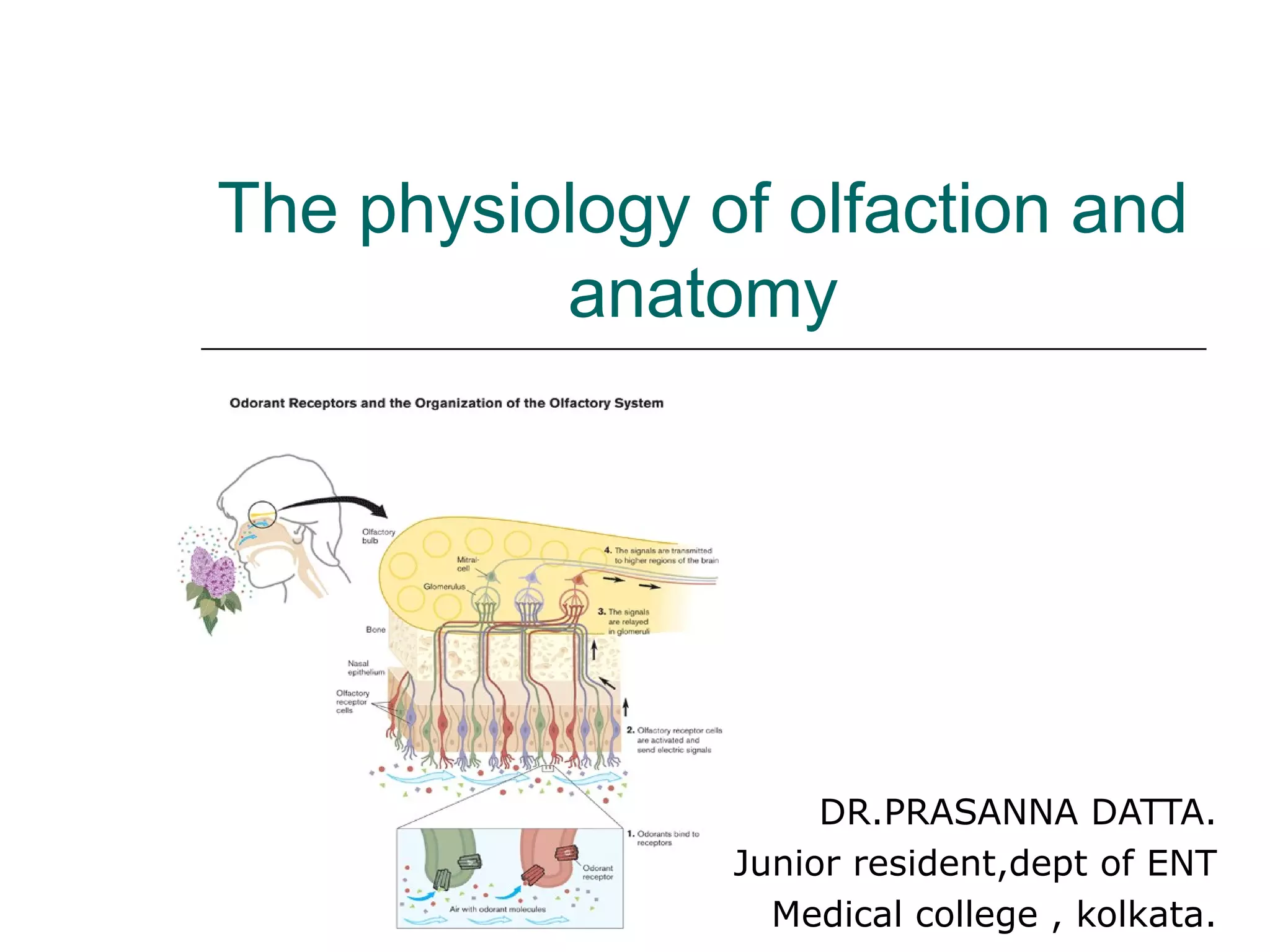Anatomy & Physiology Of Olfactory System | PPT | Ear, Nose and Throat ...