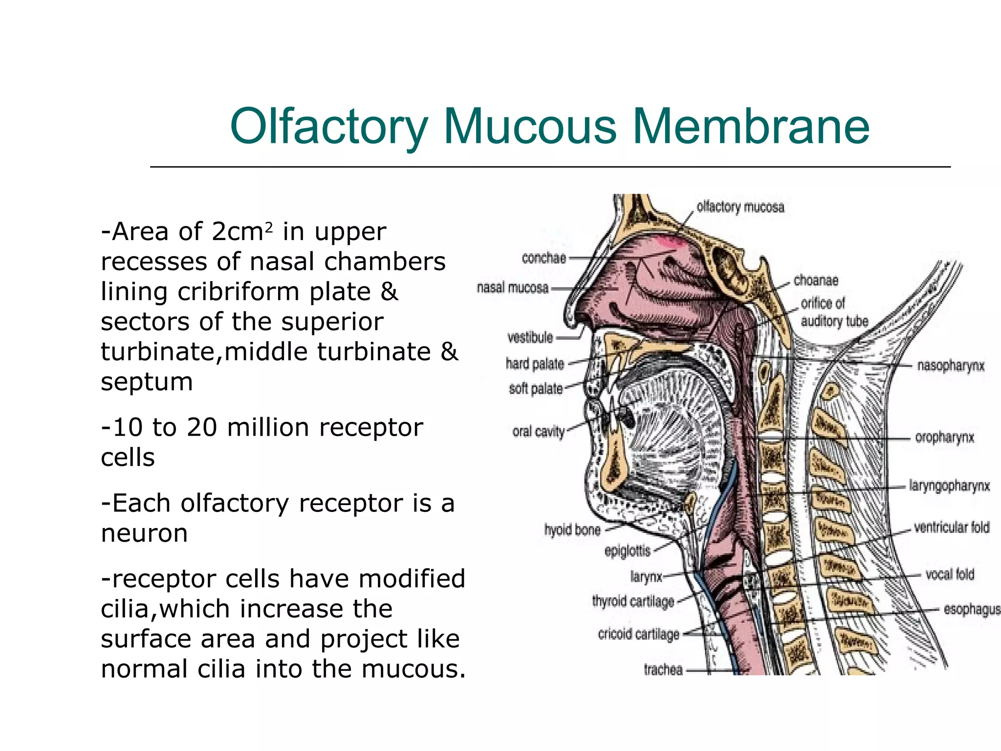 Anatomy & Physiology Of Olfactory System | PPT
