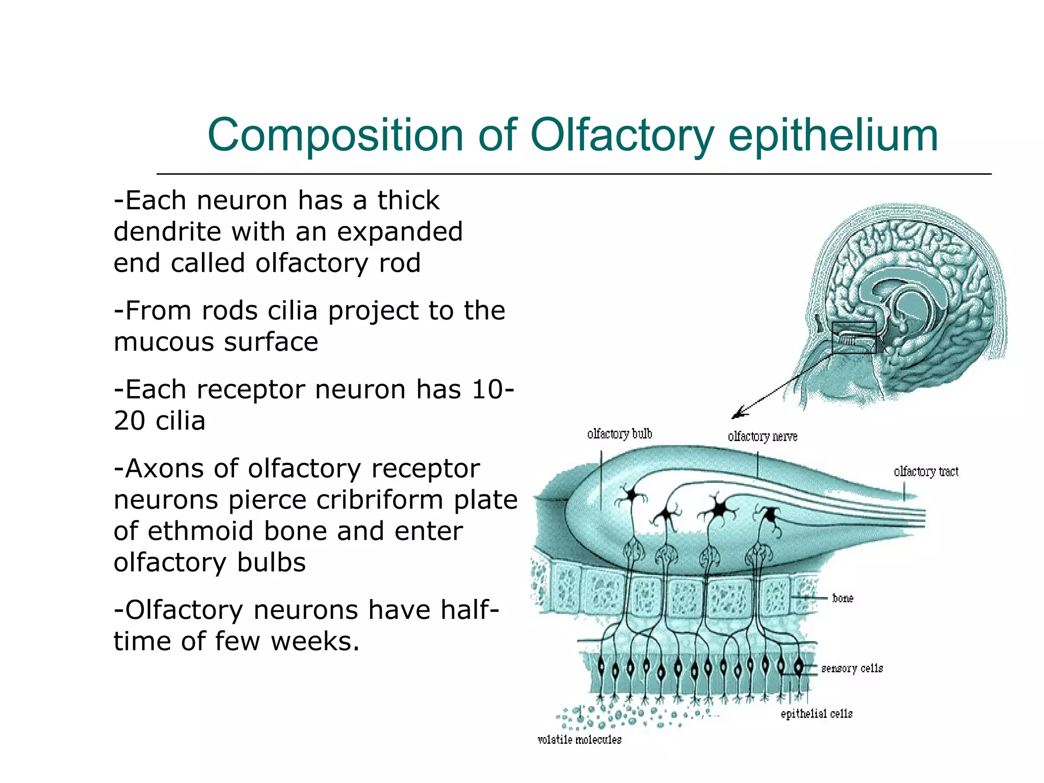 Anatomy & Physiology Of Olfactory System | PPT