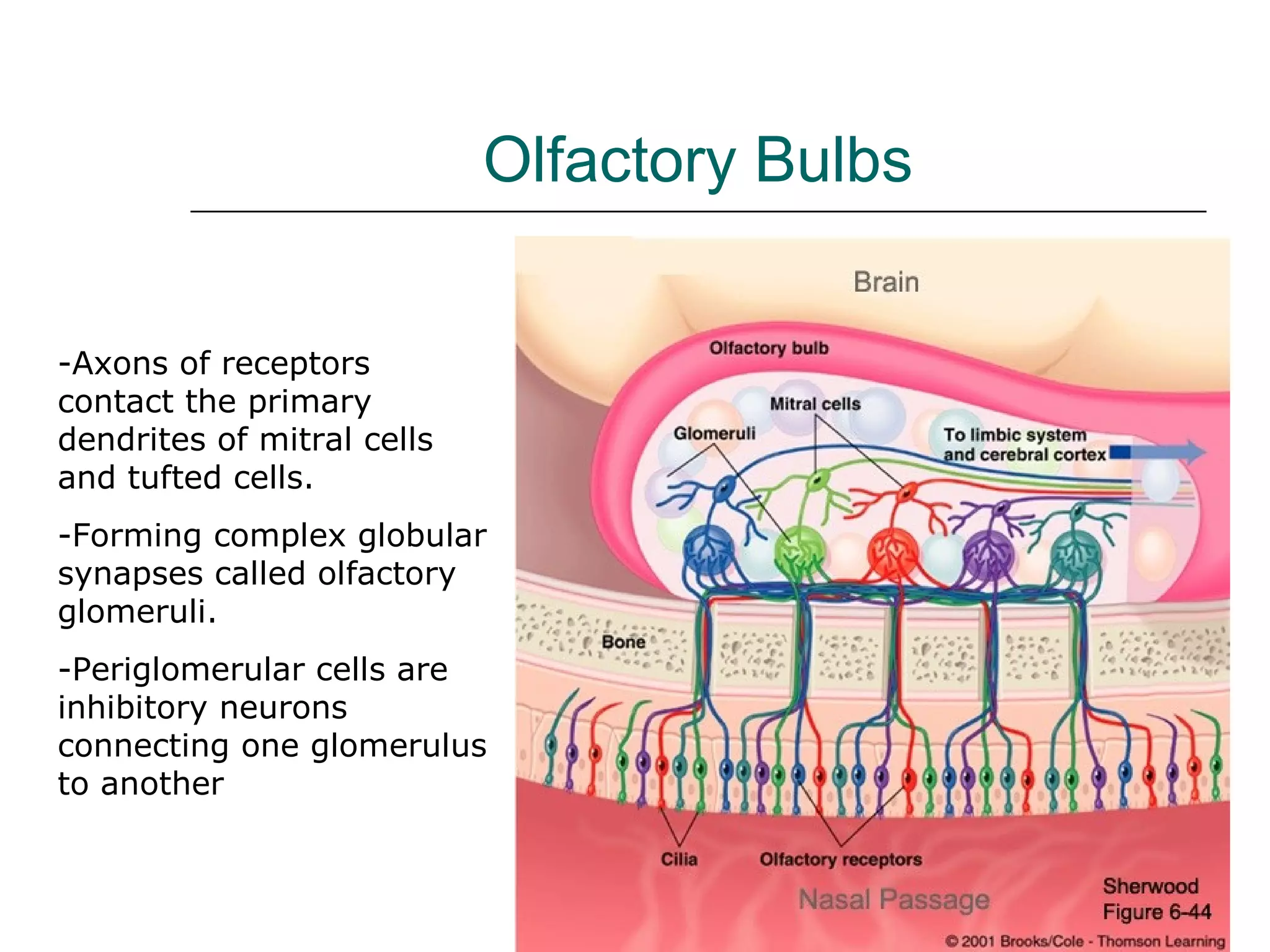 Anatomy & Physiology Of Olfactory System | PPT