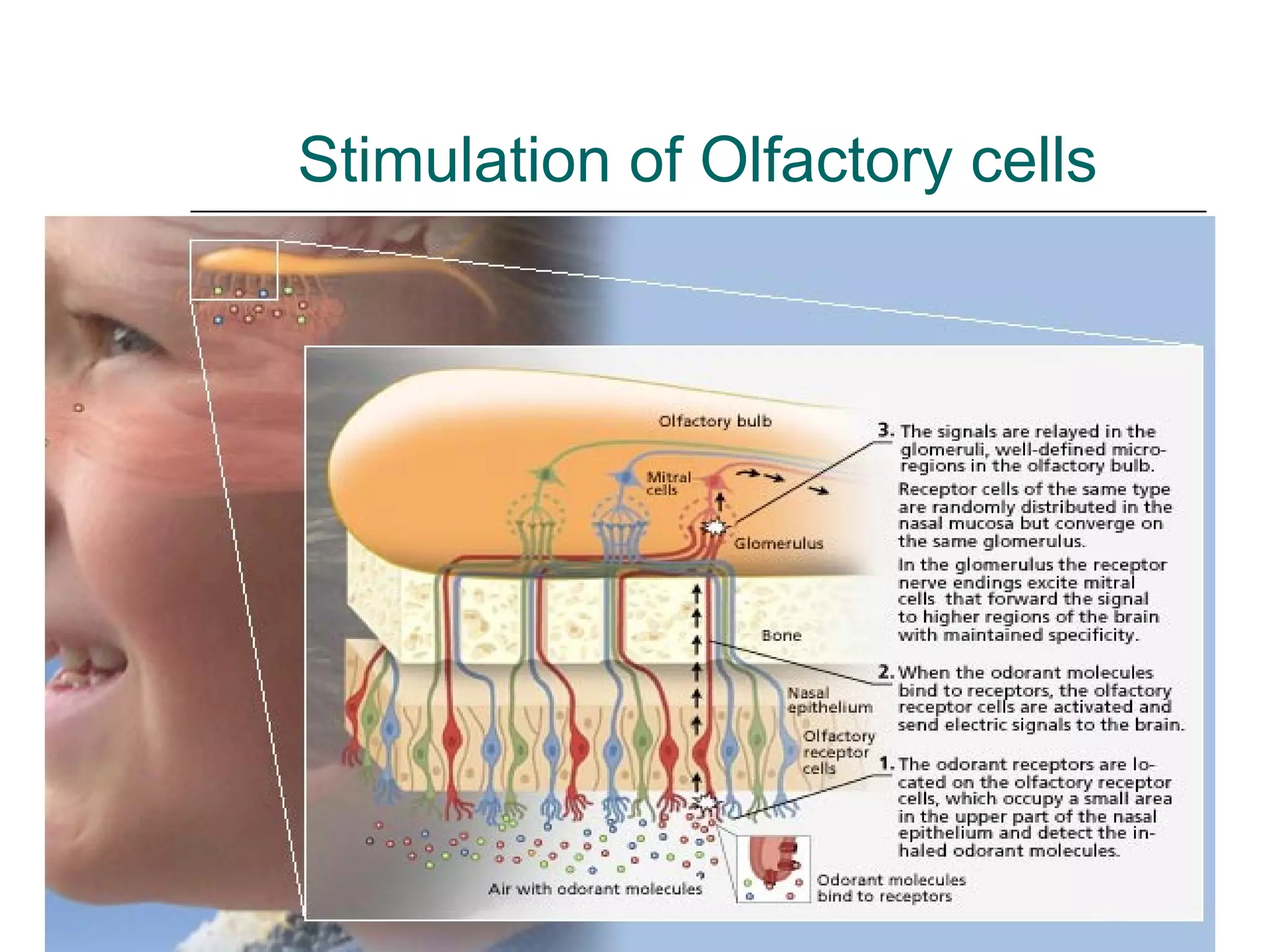 Anatomy & Physiology Of Olfactory System | PPT
