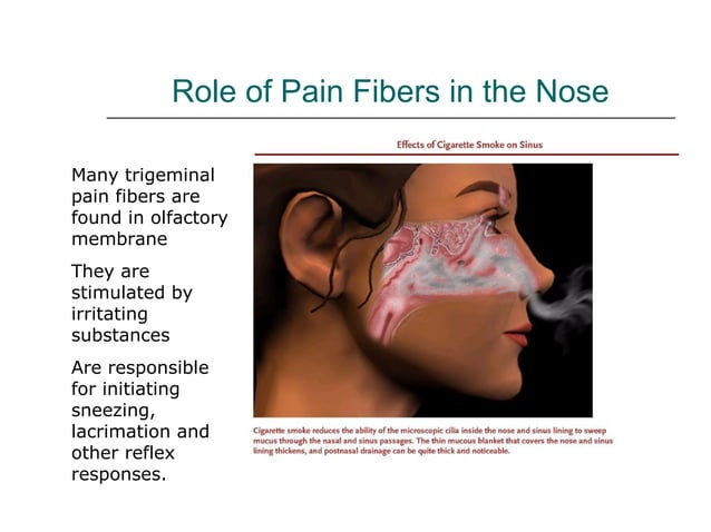 Anatomy & Physiology Of Olfactory System | PPT | Ear, Nose and Throat Conditions | Diseases and ...
