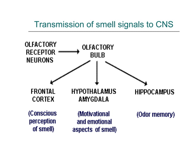 Anatomy & Physiology Of Olfactory System | PPT | Ear, Nose and Throat ...