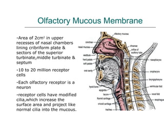 Anatomy & Physiology Of Olfactory System | PPT