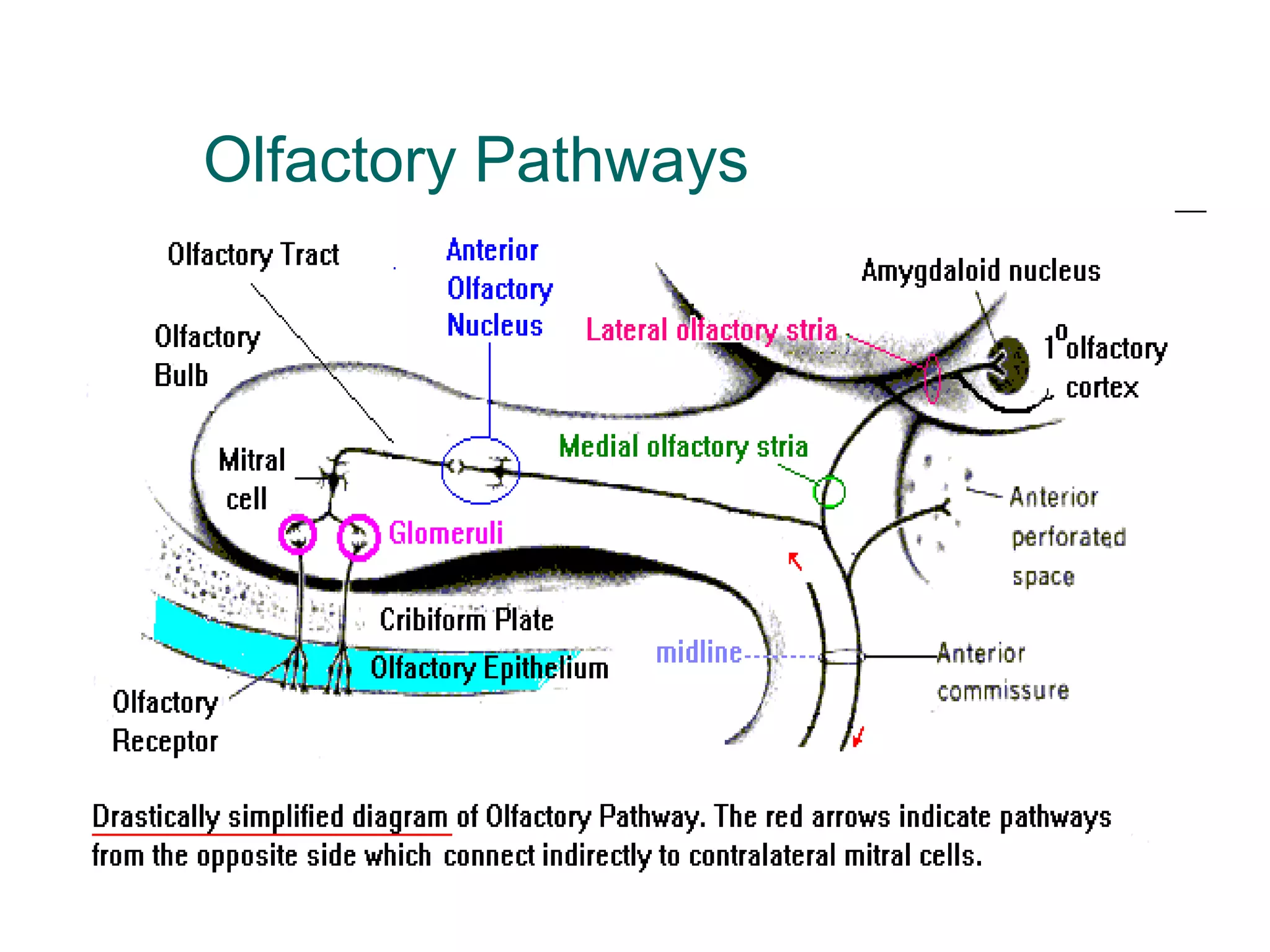 The sense of smell ppt | PPT